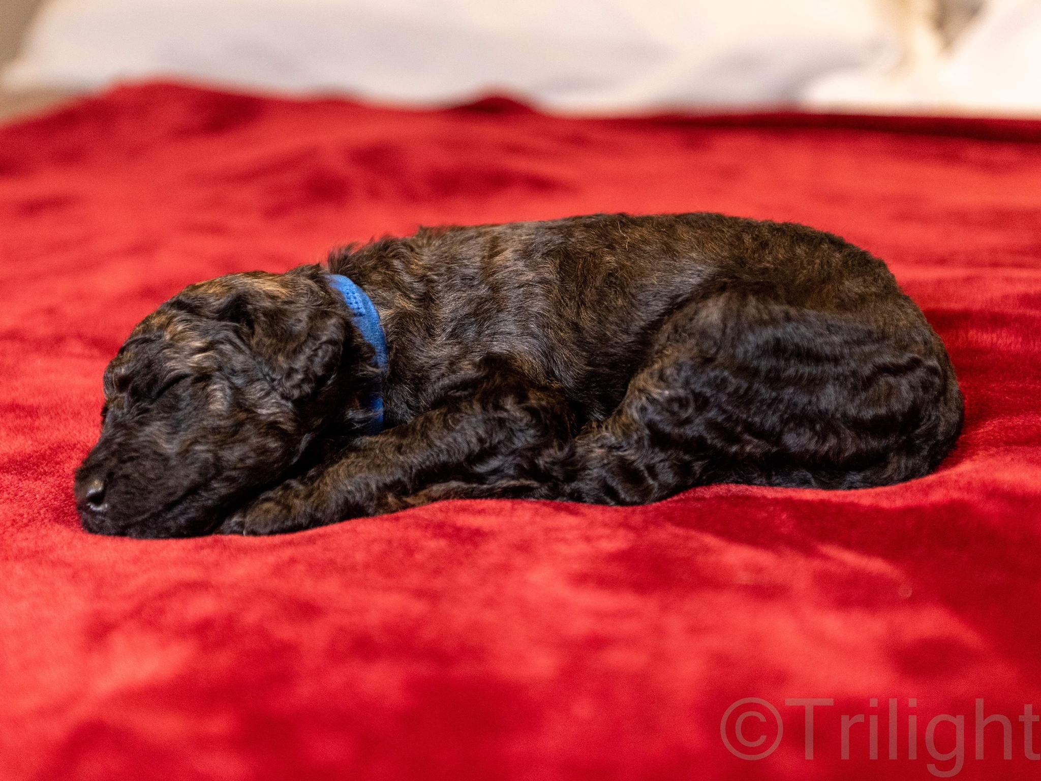 Current Litters - Poodle Crossing