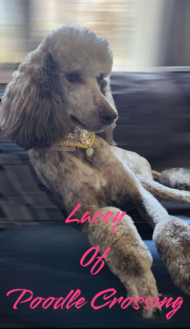 Current Litters - Poodle Crossing