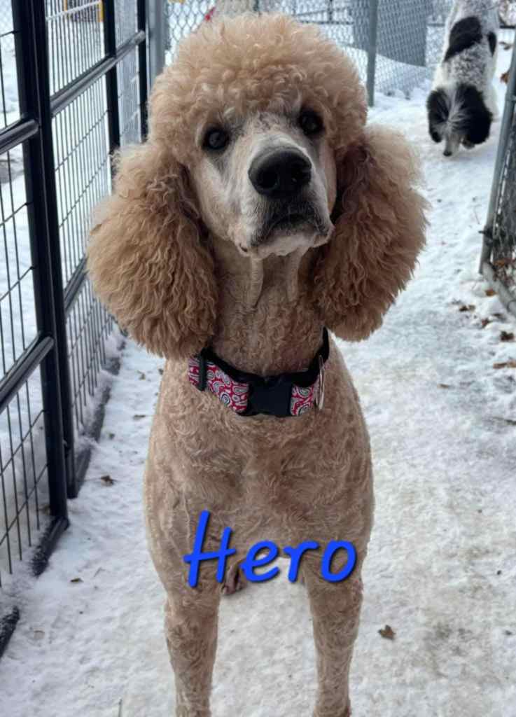 Current Litters - Poodle Crossing